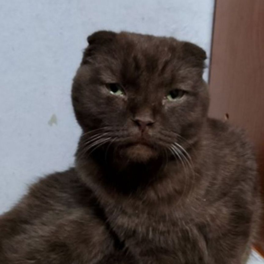 Кот бесплатно