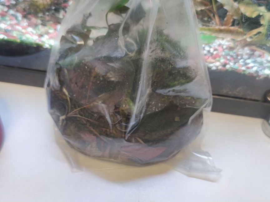 Аквариумные растения криптокорины и мох