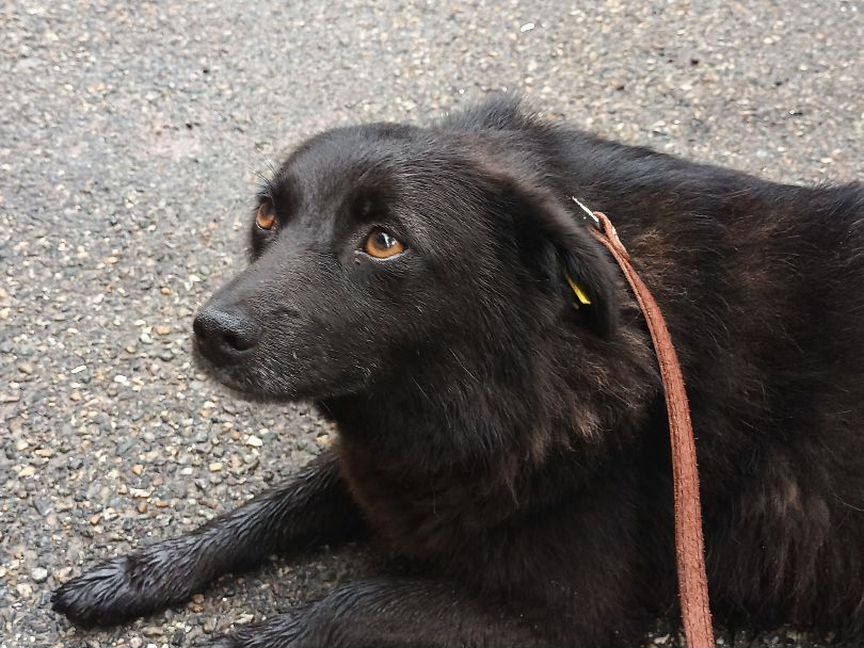 Маленькая собачка бесплатно