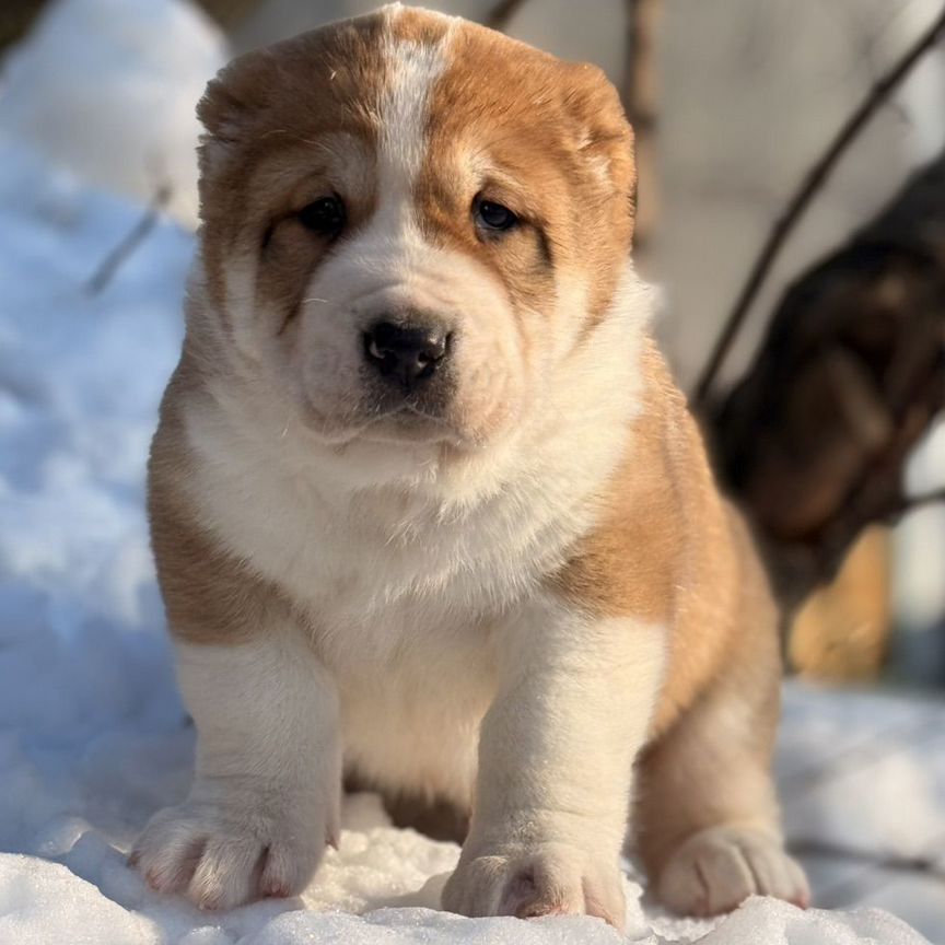 Среднеазиатская овчарка, щенок