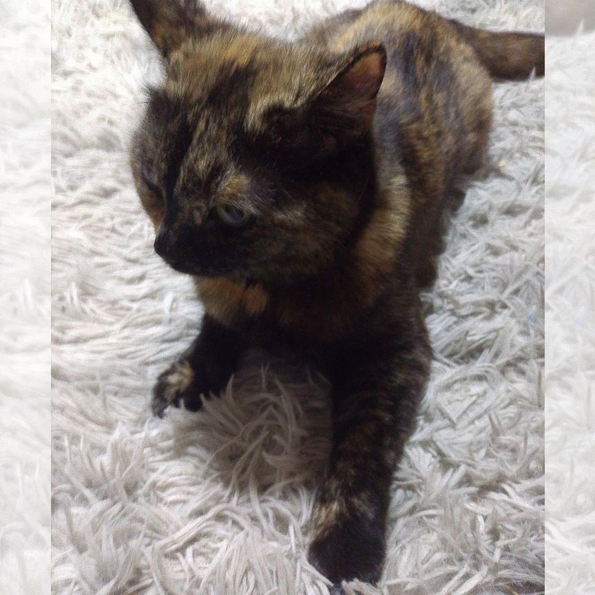 Донской сфинкс, взрослая кошка