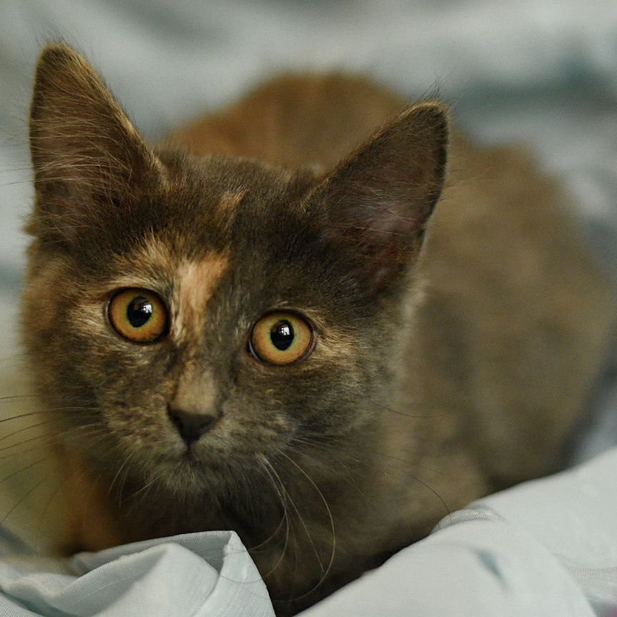 Котенок Шелли ищет семью