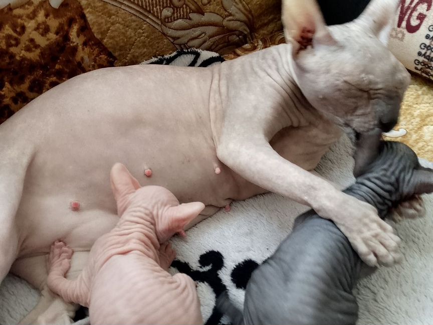 Донской сфинкс