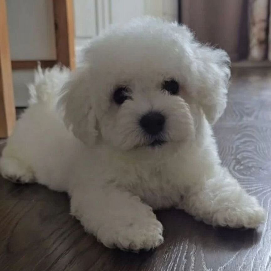 Бишон фризе, щенок