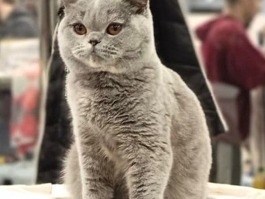 Королевская особа
