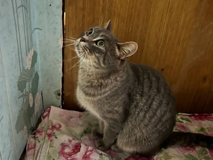 Кошечка ищет дом