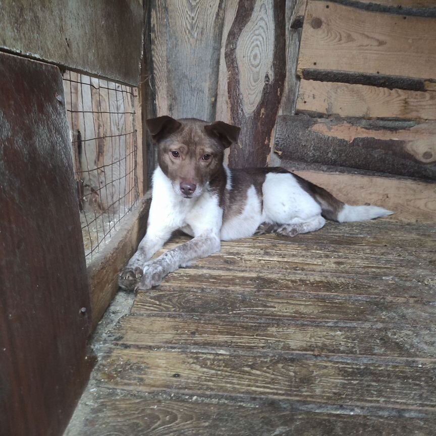 В добрые руки