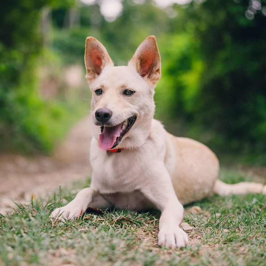 Собака в добрые руки