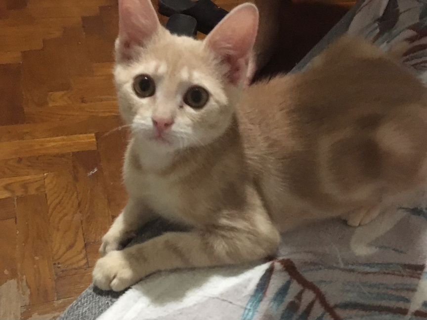 Отдам котенка в добрые руки. Бесплатно