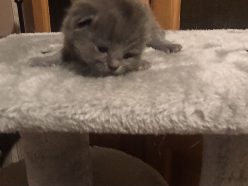 Шотландские вислоухие котята