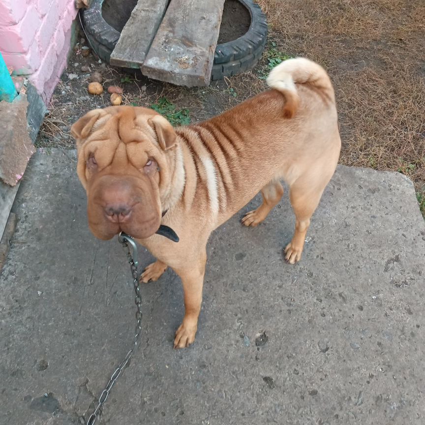 Продам собачку