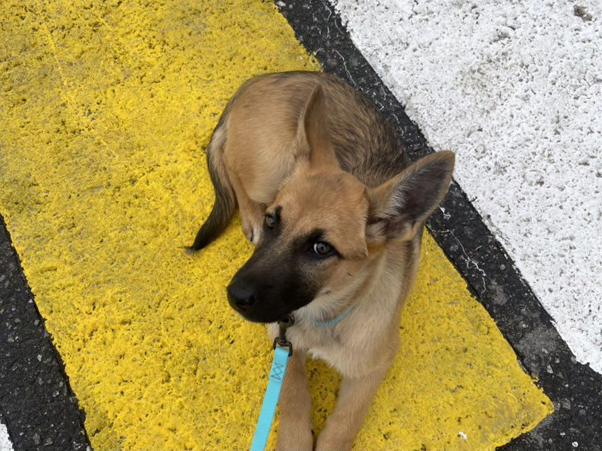 Щенок девочка в добрые руки