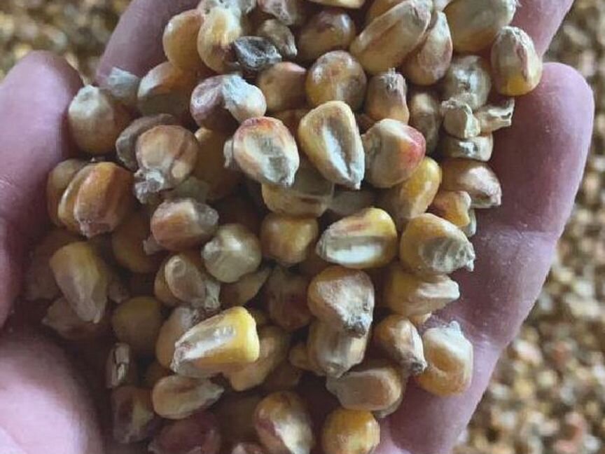 Зерно Кукуруза