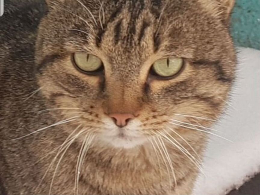 Котик в частный дом