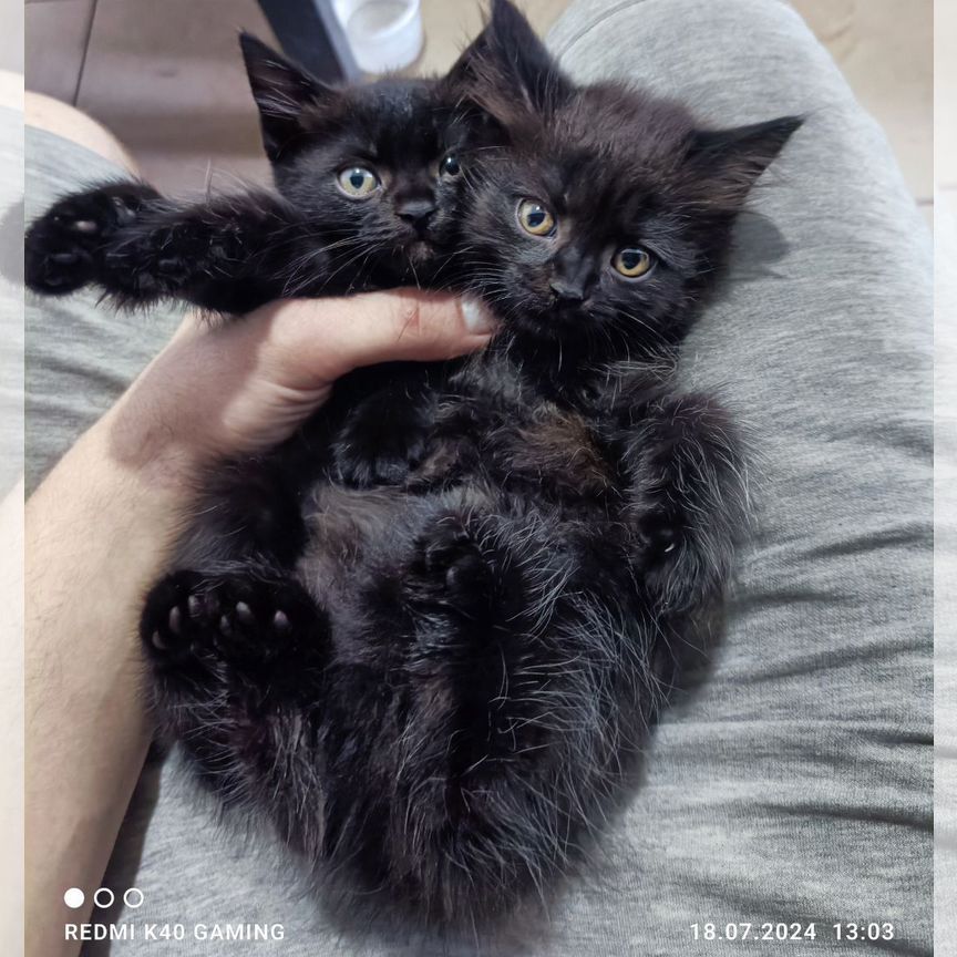 Котята в добрые руки бесплатно чёрненькие