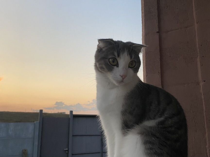 Кошка