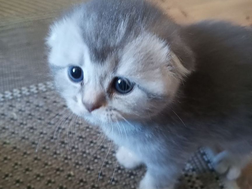 Шотландские котята