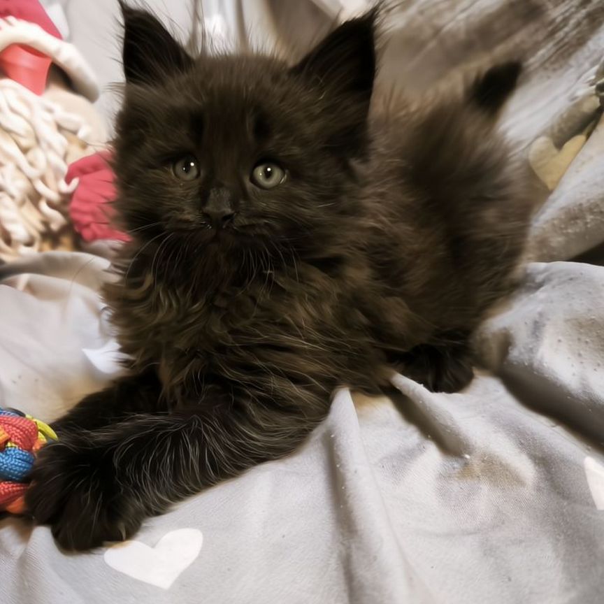 Котёнок от частного владельца