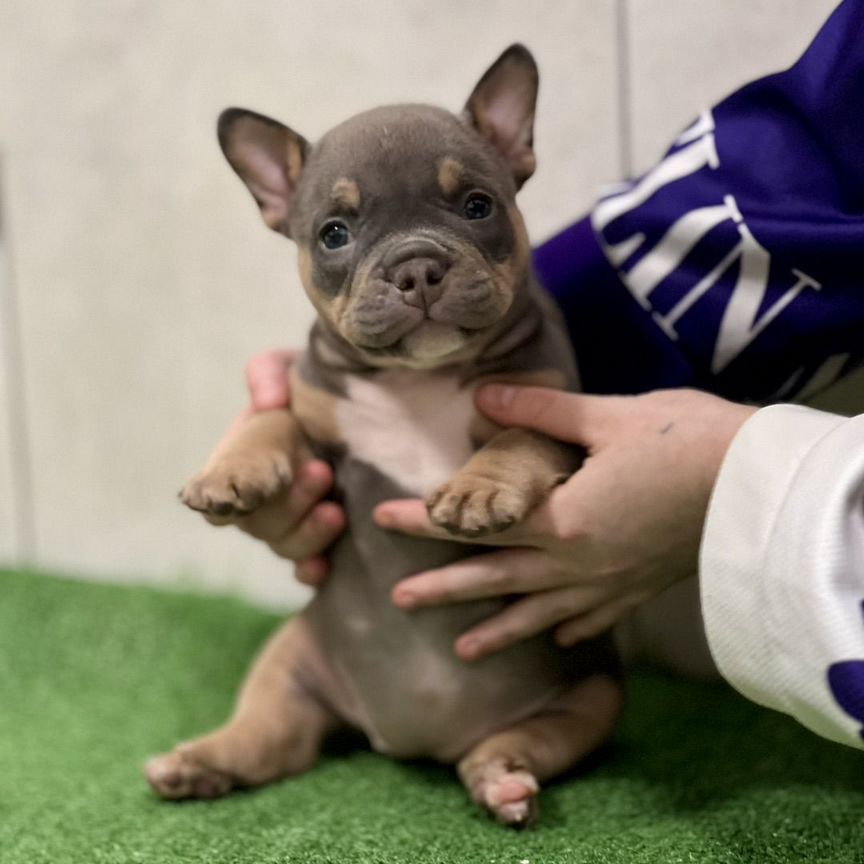 Американский булли, щенок