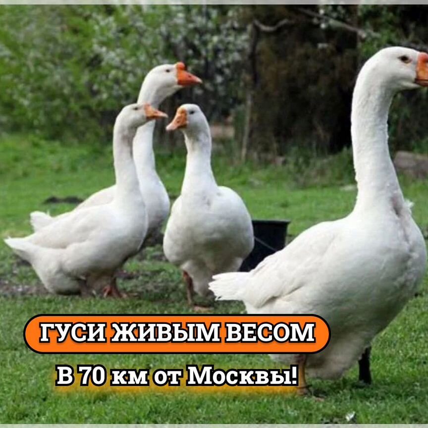 Гуси живым весом / Гусь домашний / Яйцо гусиное