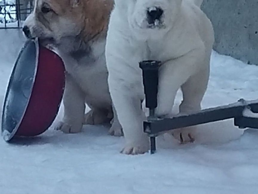 Щенки азиата