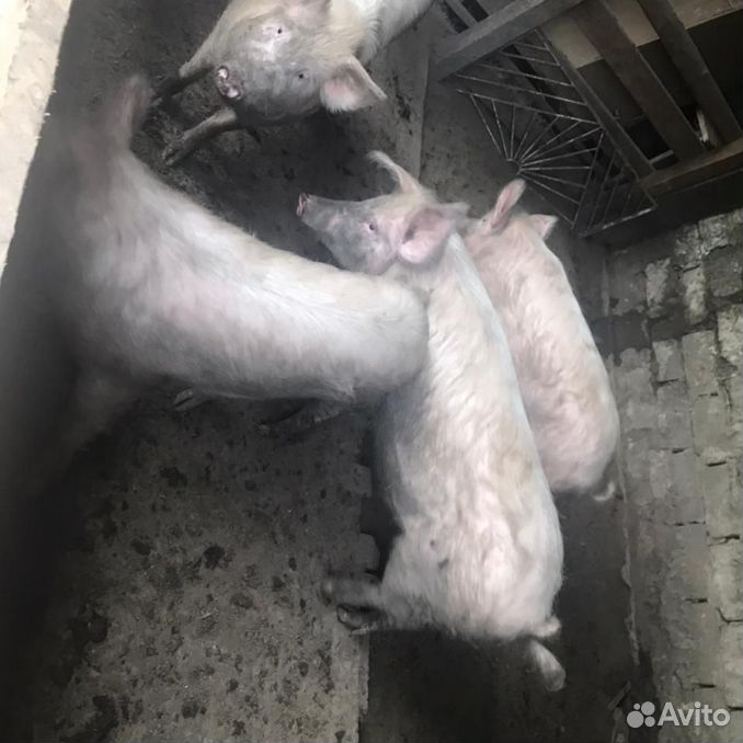 Продам свиней