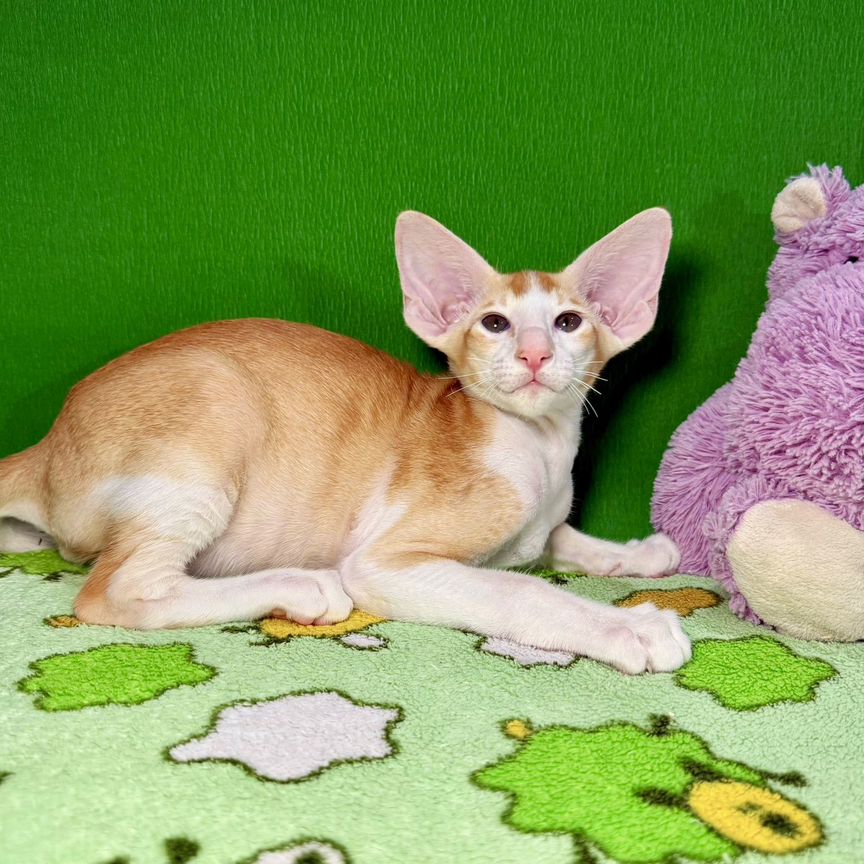 Ориентальный котёнок