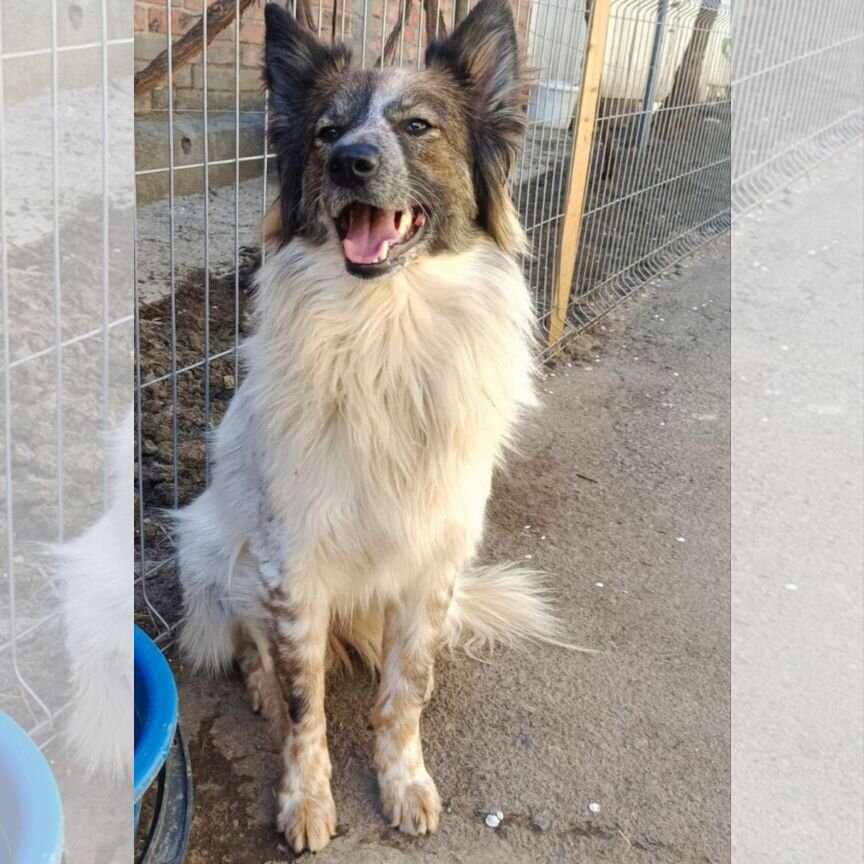 Ищет дом красивейшая собака