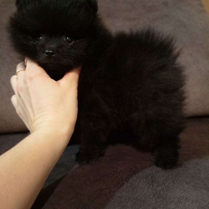 Померанский шпиц