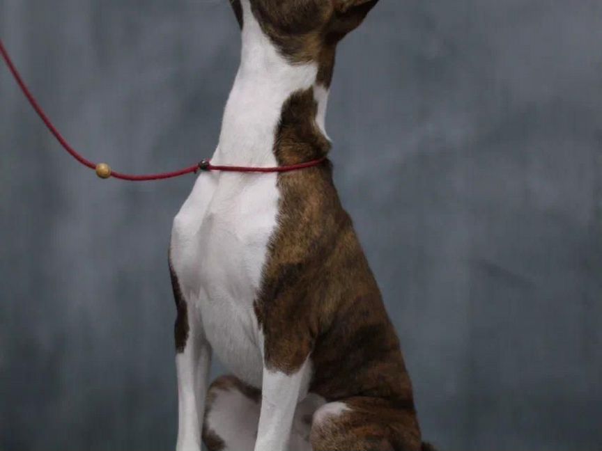 Фитнес для собак