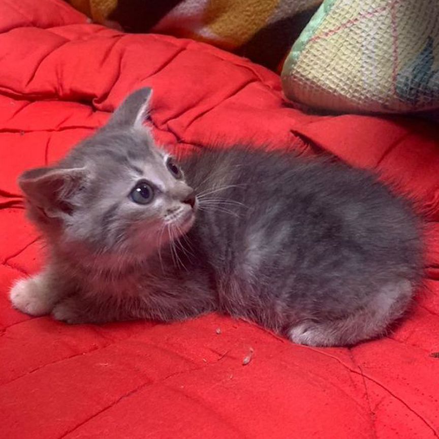 Нежная Котенок девочка 2 месяца