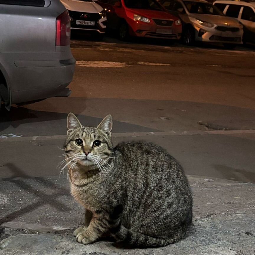 Кошка в дар бесплатно