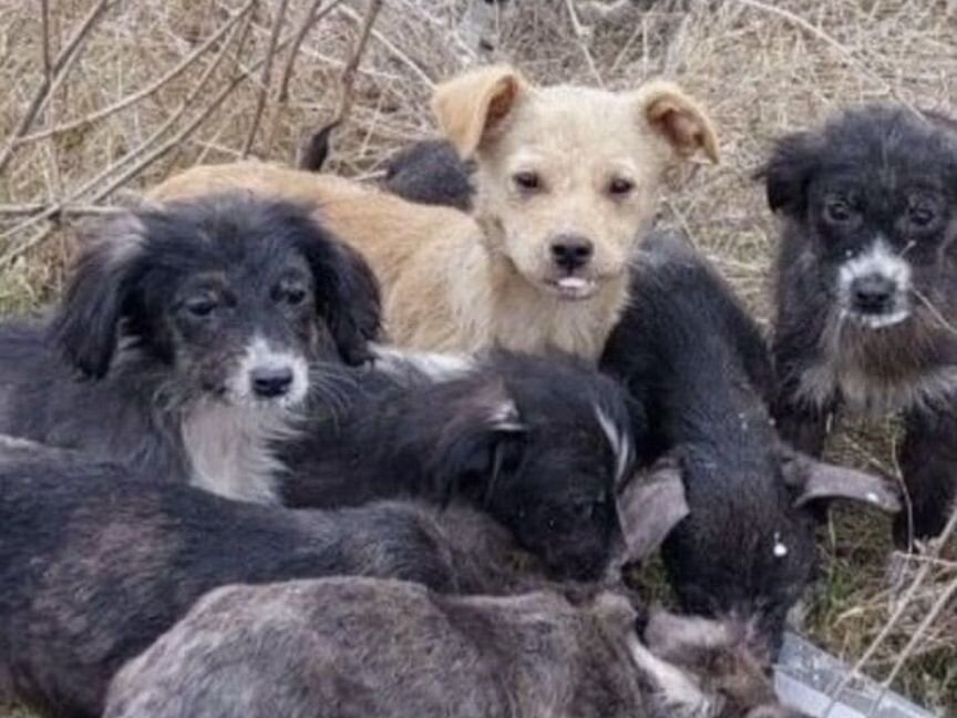 Щенки голодают, живут в поле одни