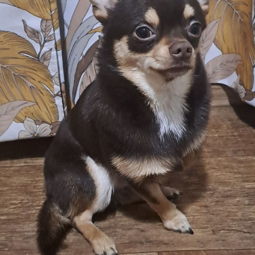 Чихуахуа Валера хороший мальчик