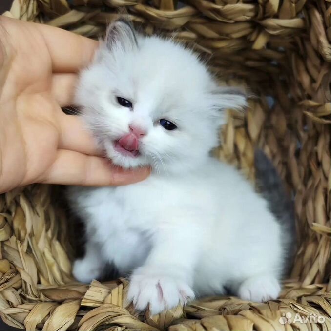 Baby, девочка рэгдолл с родословной