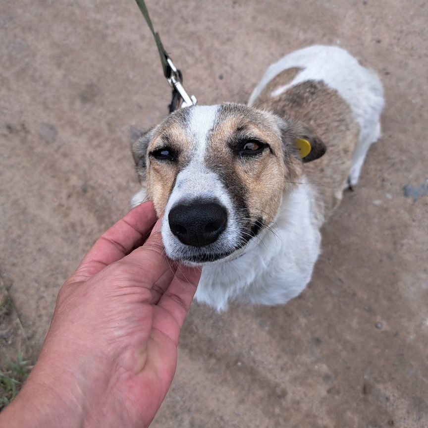 Собака в добрые руки