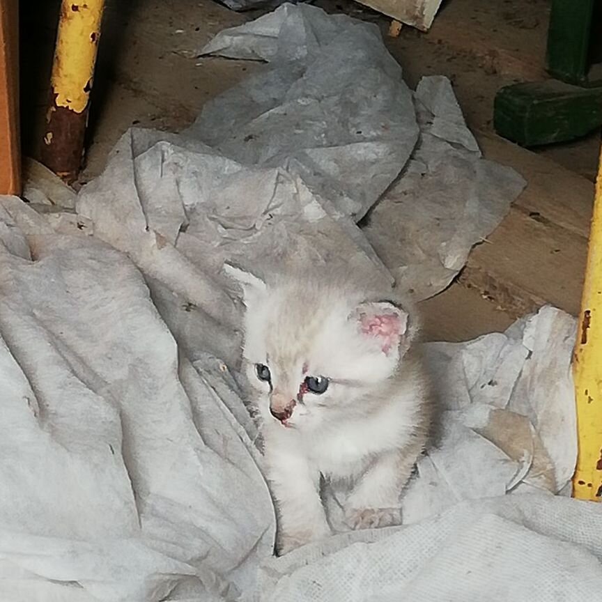 Котёнок в добрые руки