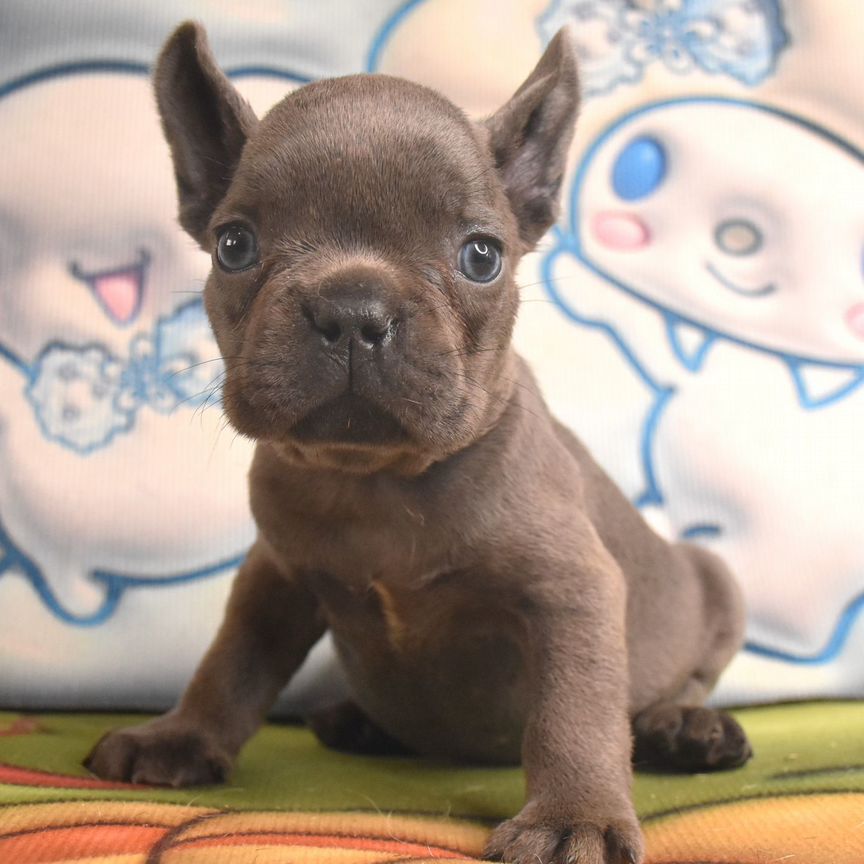 Французский бульдог, щенок