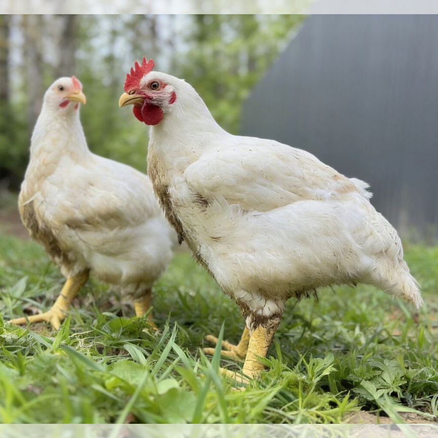 Курица бройлер, домашний бройлер