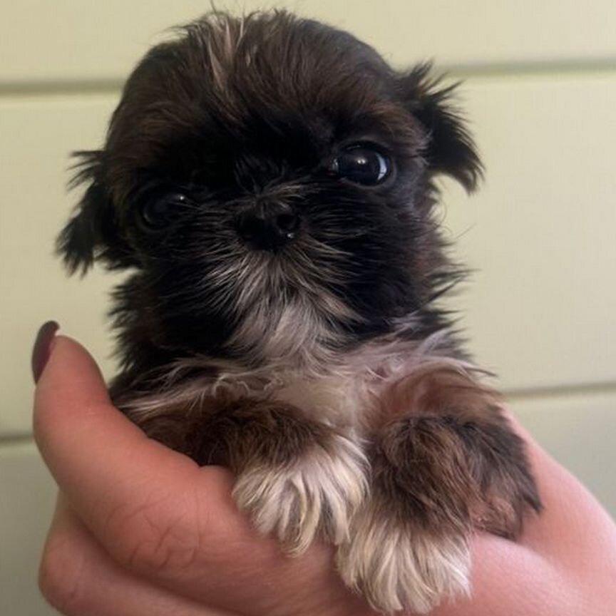 Ши-тцу, щенок