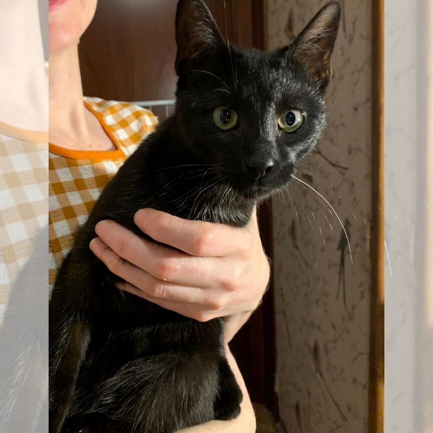 Кошечка чернуша