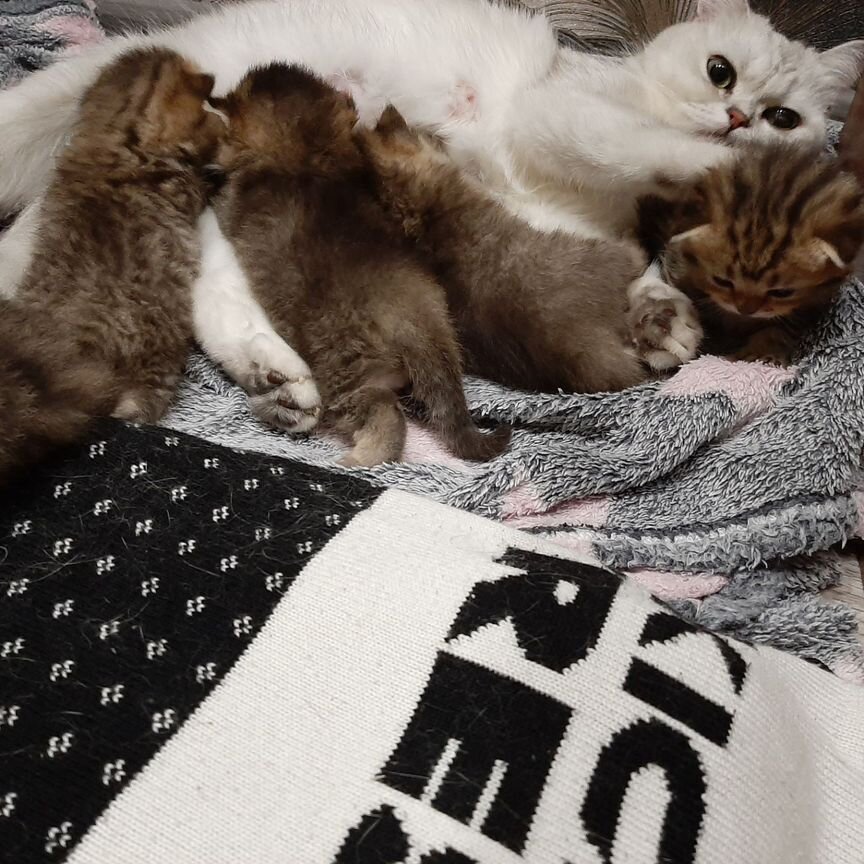 Британские котята шиншилла
