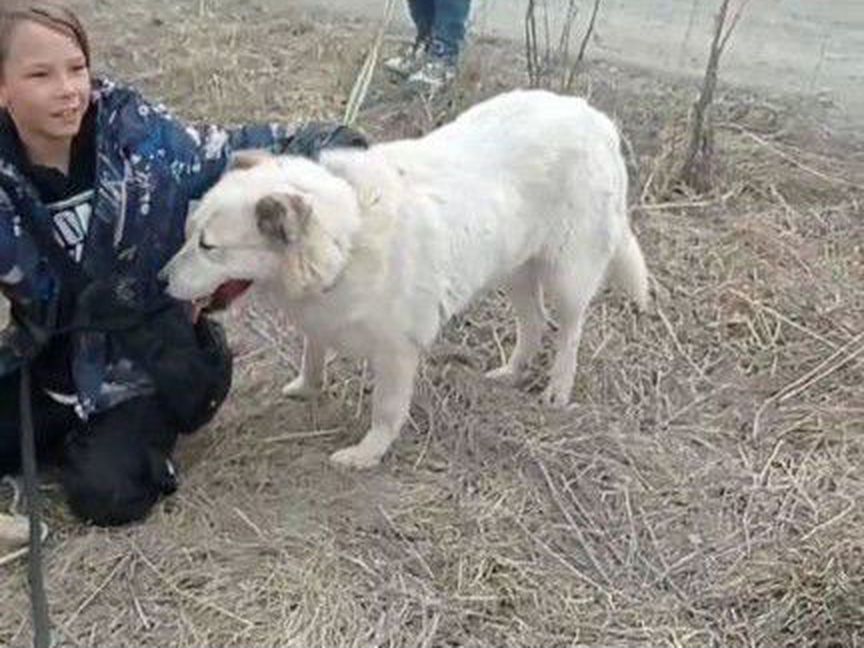 Благородная красавица Белла