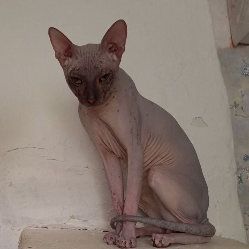 Канадский сфинкс, взрослый кот