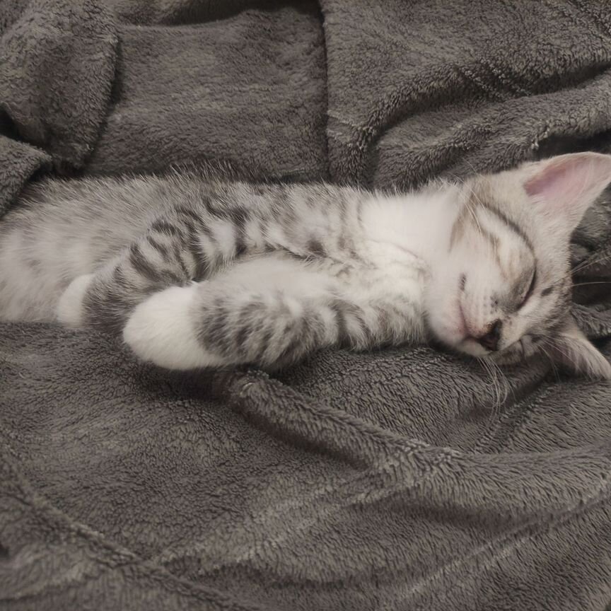 Котенок, в добрые руки. 2.5 месяца