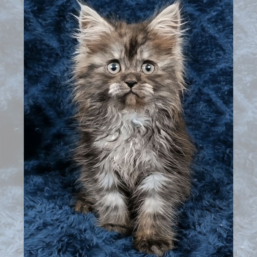 Мейн-кун котёнок