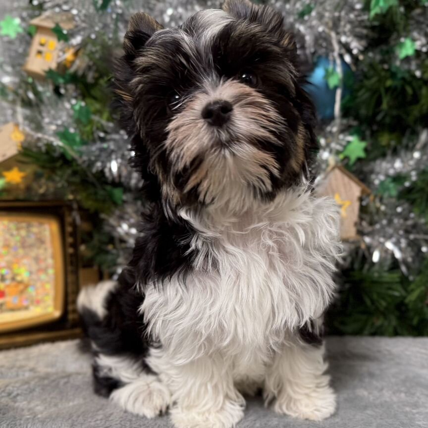 Бивер-йоркширский терьер, щенок