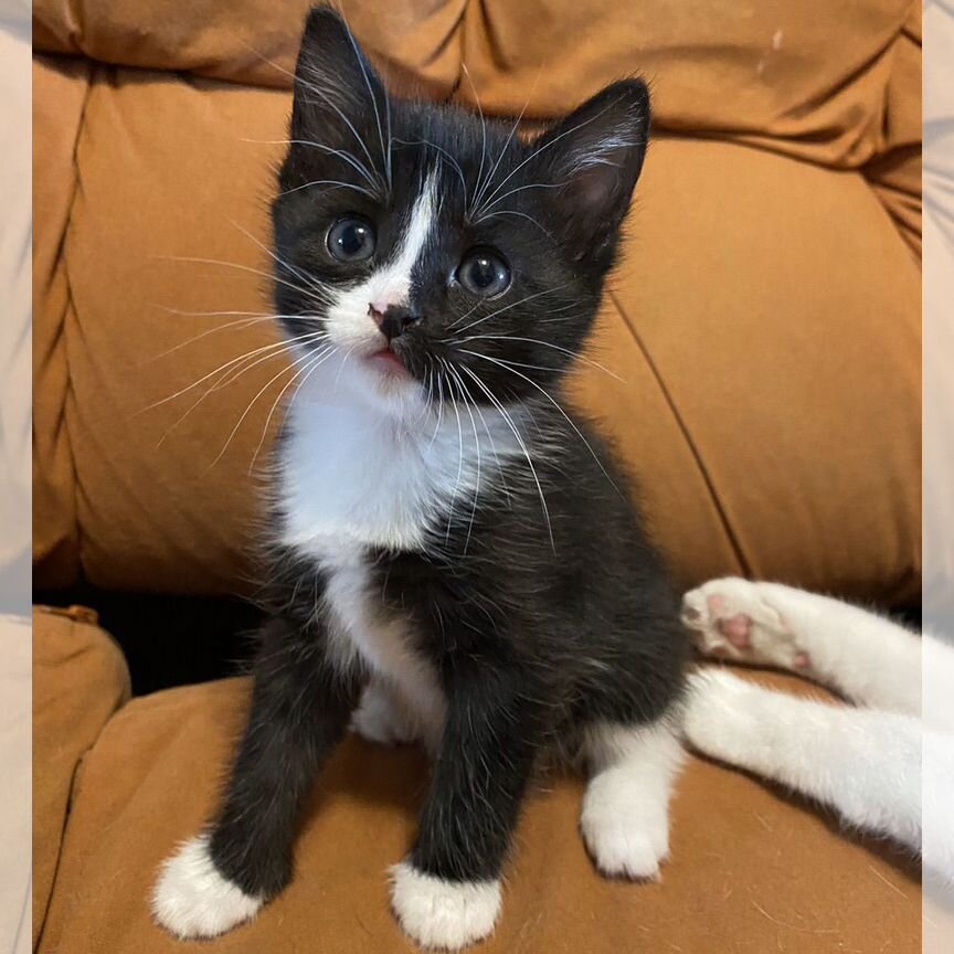 Котята девочки