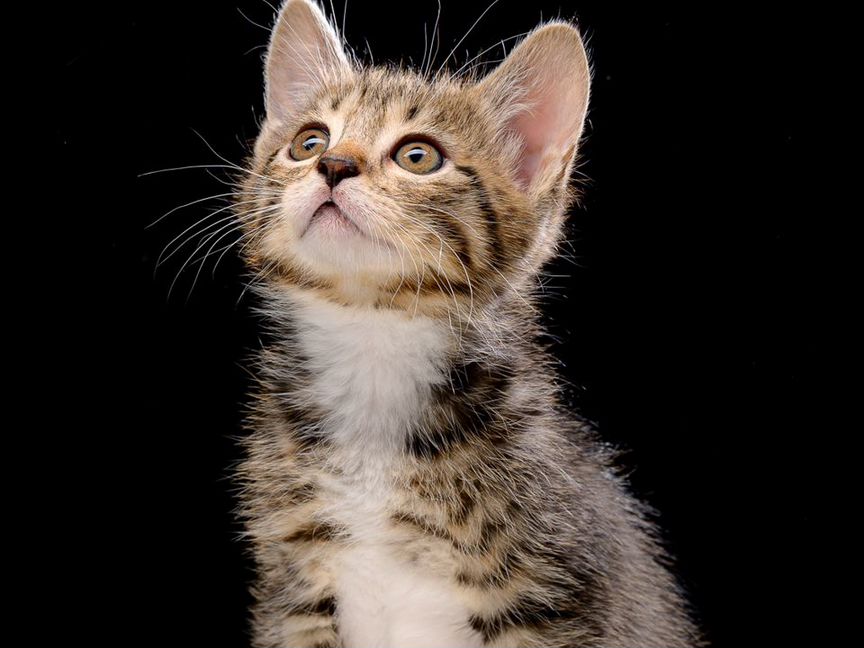 Кошки породистые