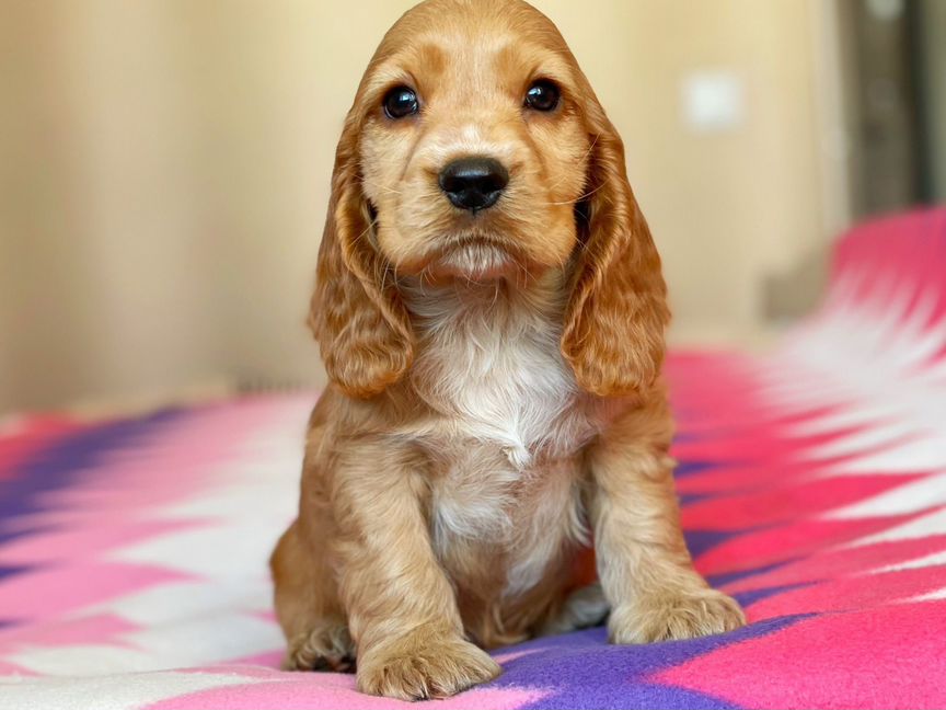 Англ Кокер Спаниель